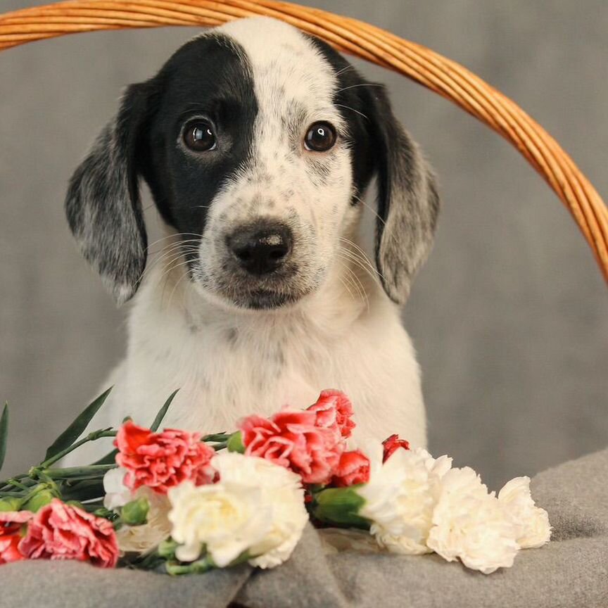 Щенок Дотти в добрые руки