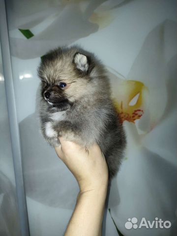 Мини Померанские шпицы