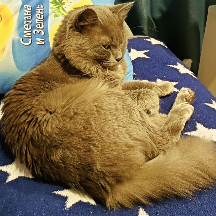 Ориентальный кот, взрослый