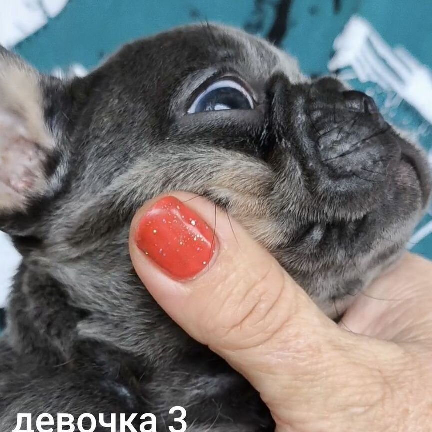 Французский бульдог, щенок