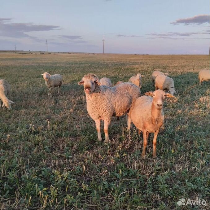 Баран на племя
