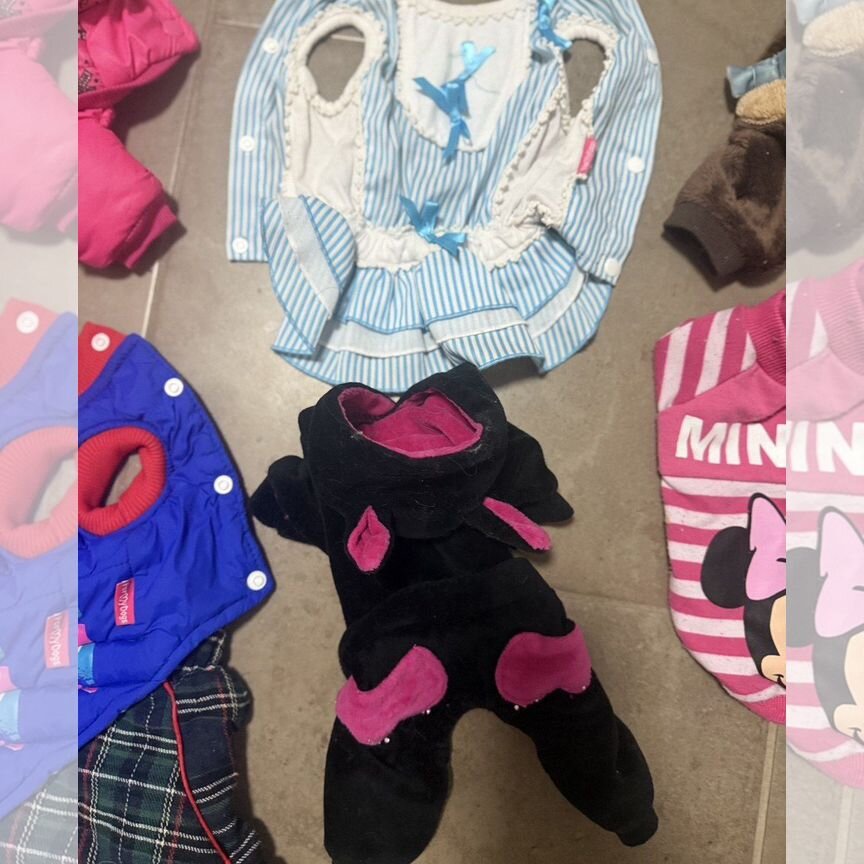 Вещи на маленькую собаку