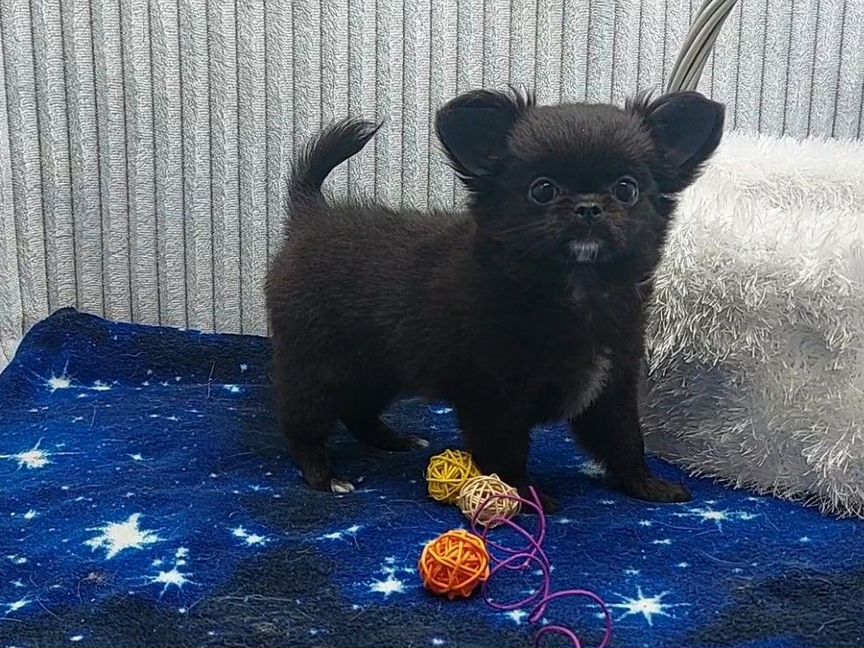 Чихуахуа черная жемчужинка