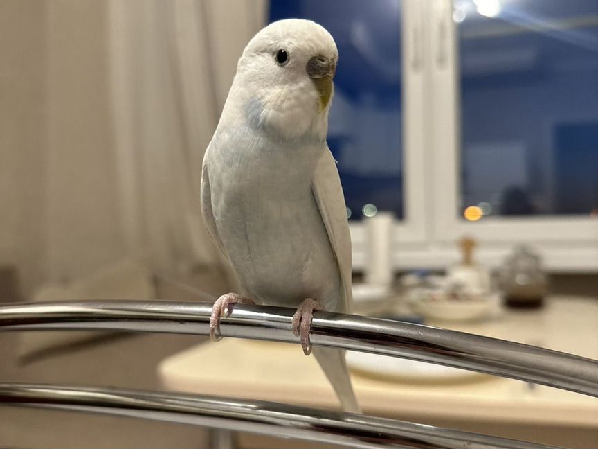 Волнистый попугай самец москва