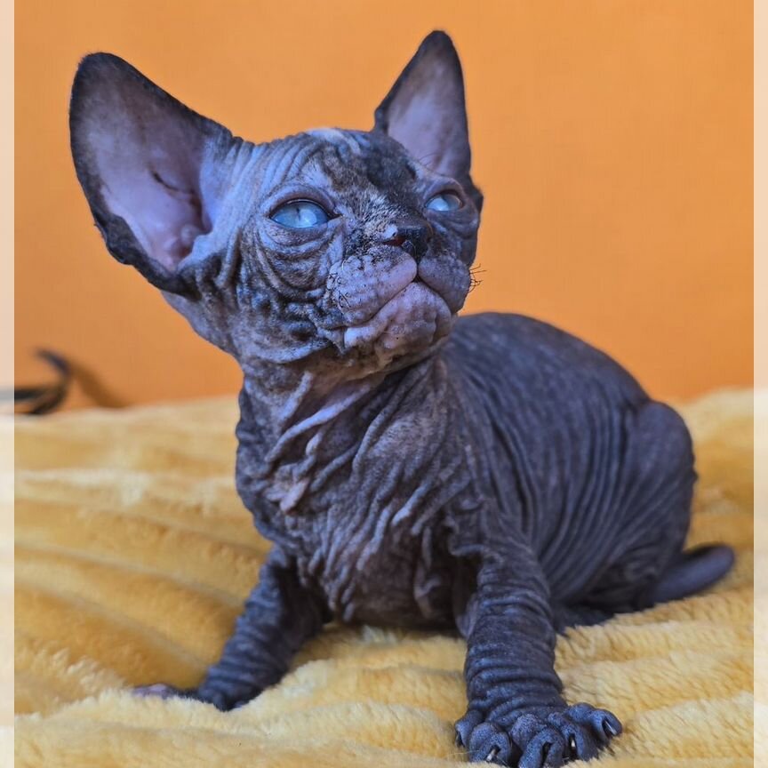 Канадский сфинкс котёнок