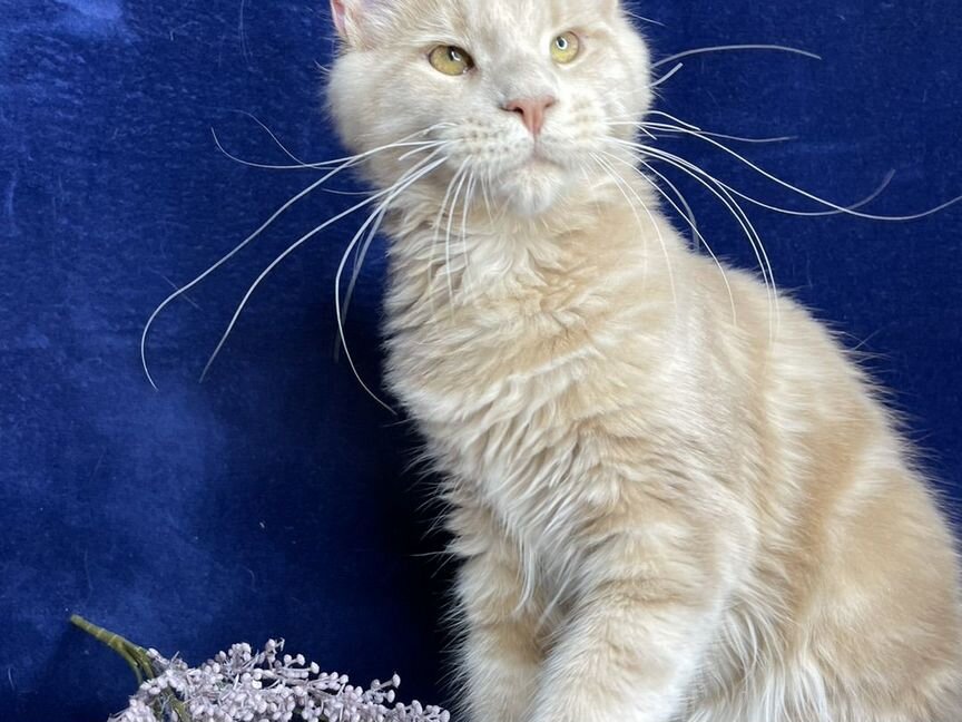 Мейн-кун крупный котенок