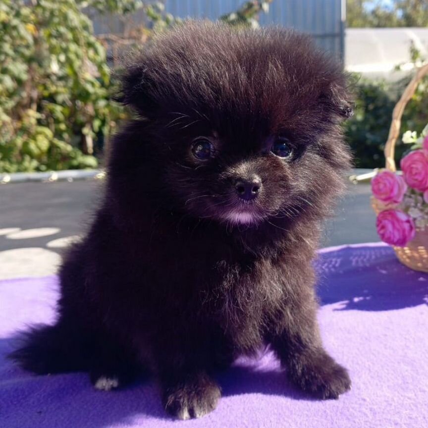 Померанский шпиц девочка