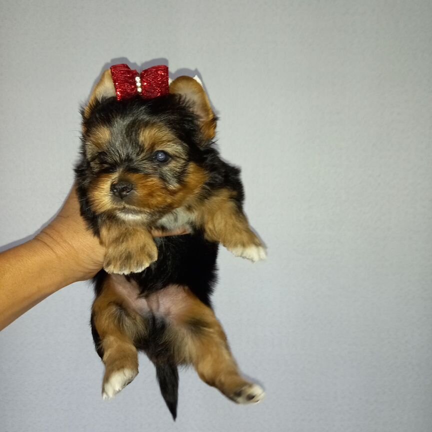 Йоркширский терьер щенки девочки