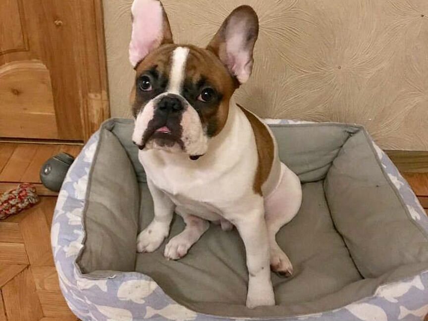 Продам щенка француза