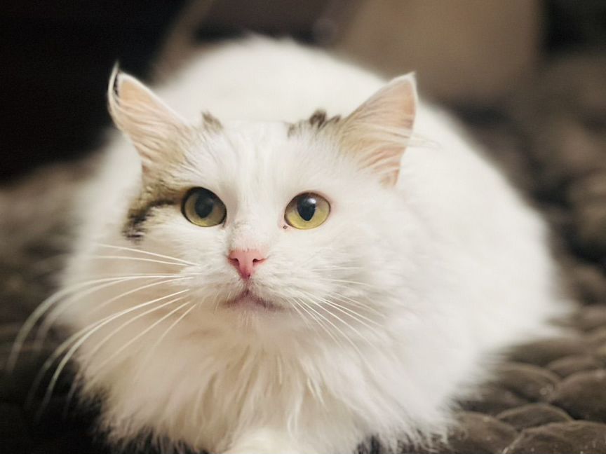 Кошечка с лейкозом