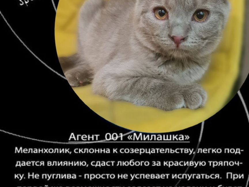 Отдам Котят- Агентов в добрые руки