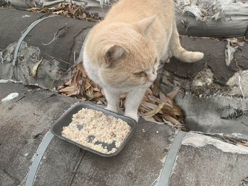 Найден кот
