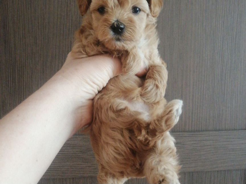 Щенки мальтипу f1 мини