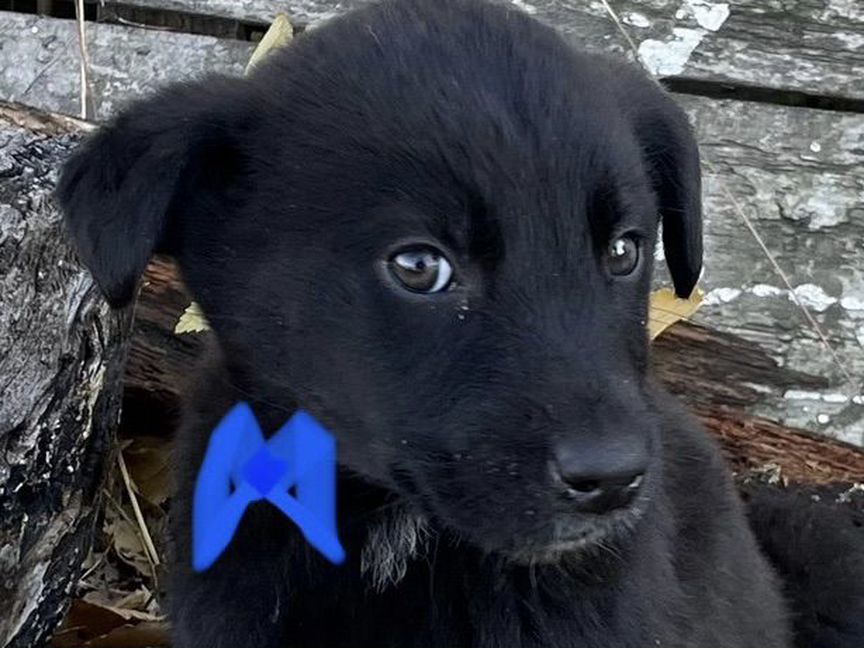 Малыш Джем очень хочет домой