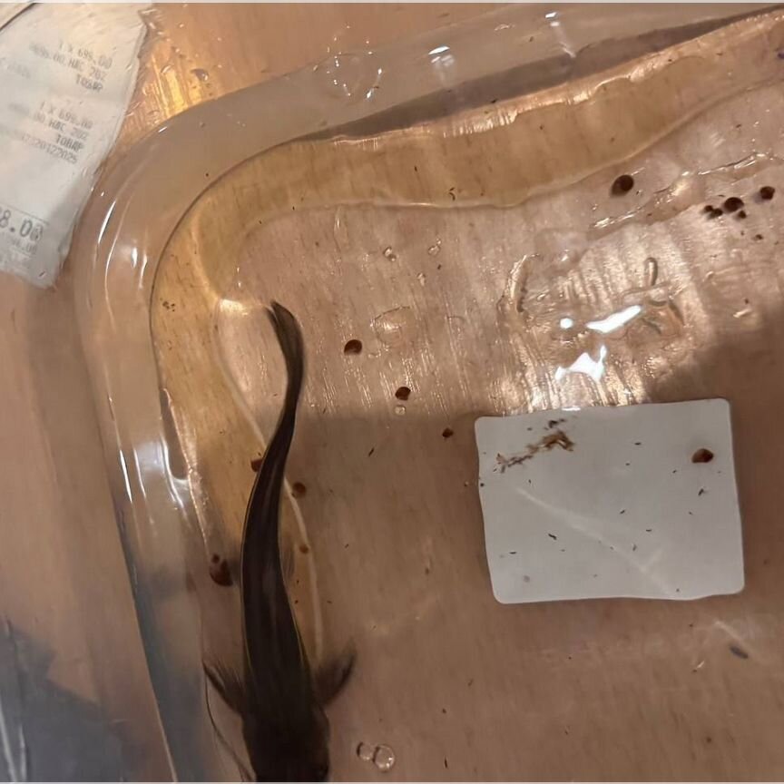 Сом платидорас