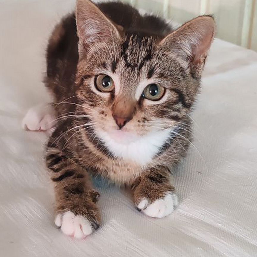 Маленький красивый котёнок