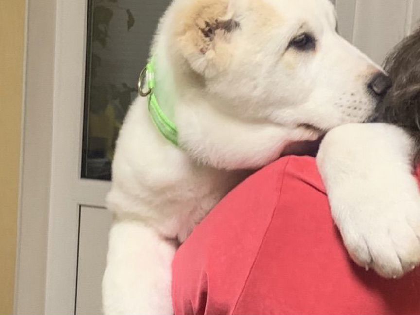 Продажа щенков сао