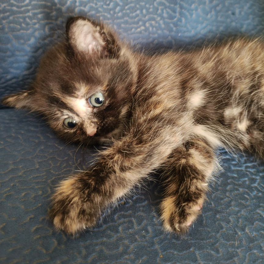 Шотландский вислоухий короткошёрстный котёнок