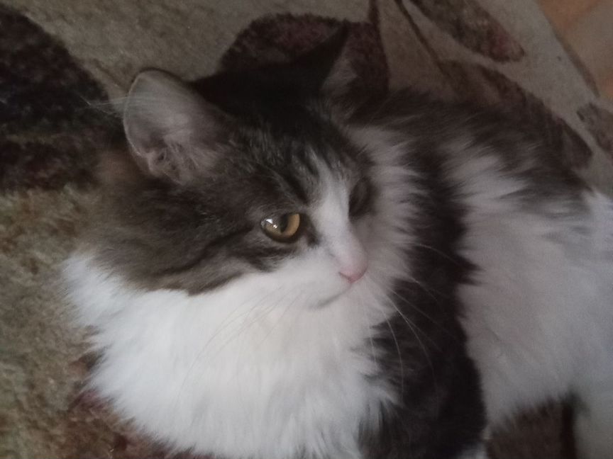 Кот