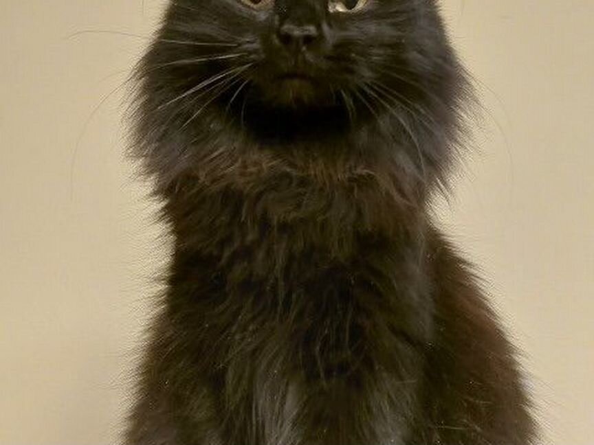 4 котёнка (3 девочки, 1 мальчик)