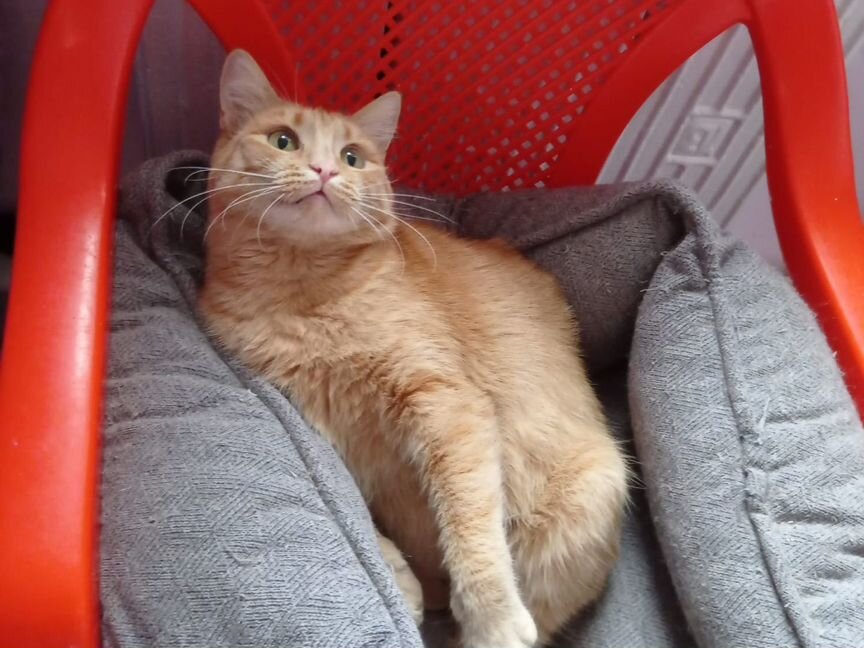 Рыжуля-воображуля (из приюта)