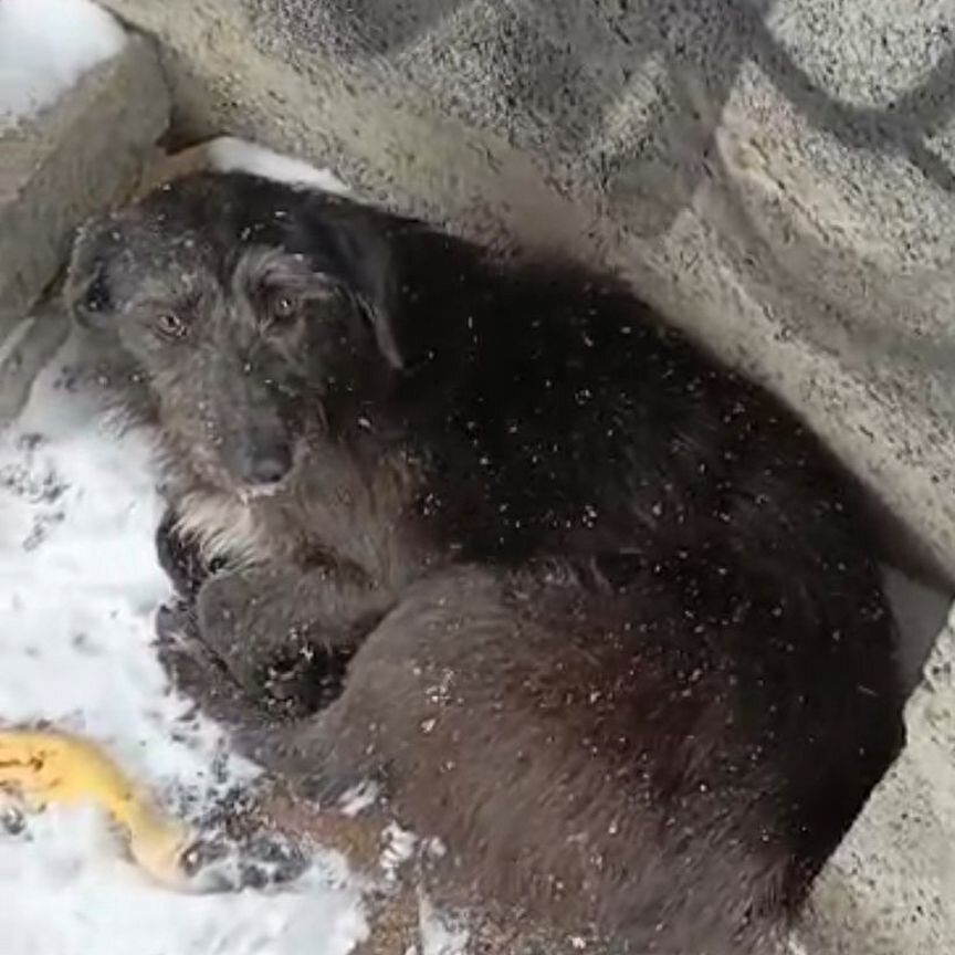 Собака в добрые руки