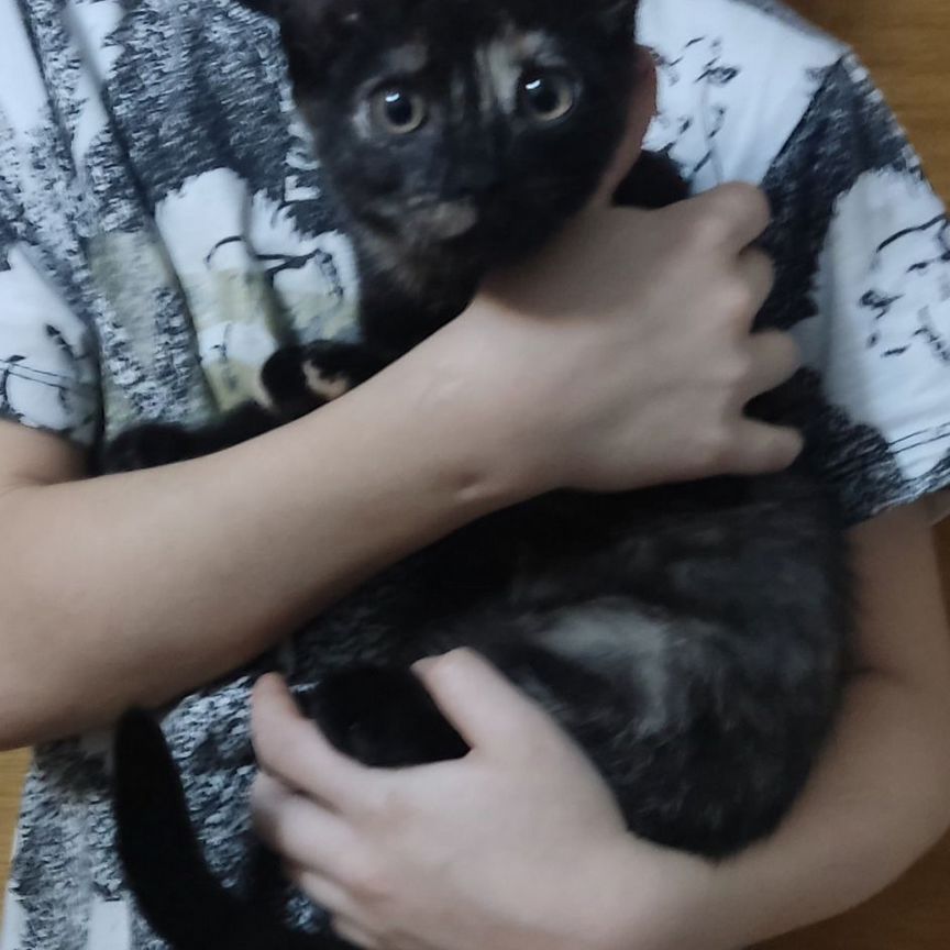 Кошечка в добрые руки