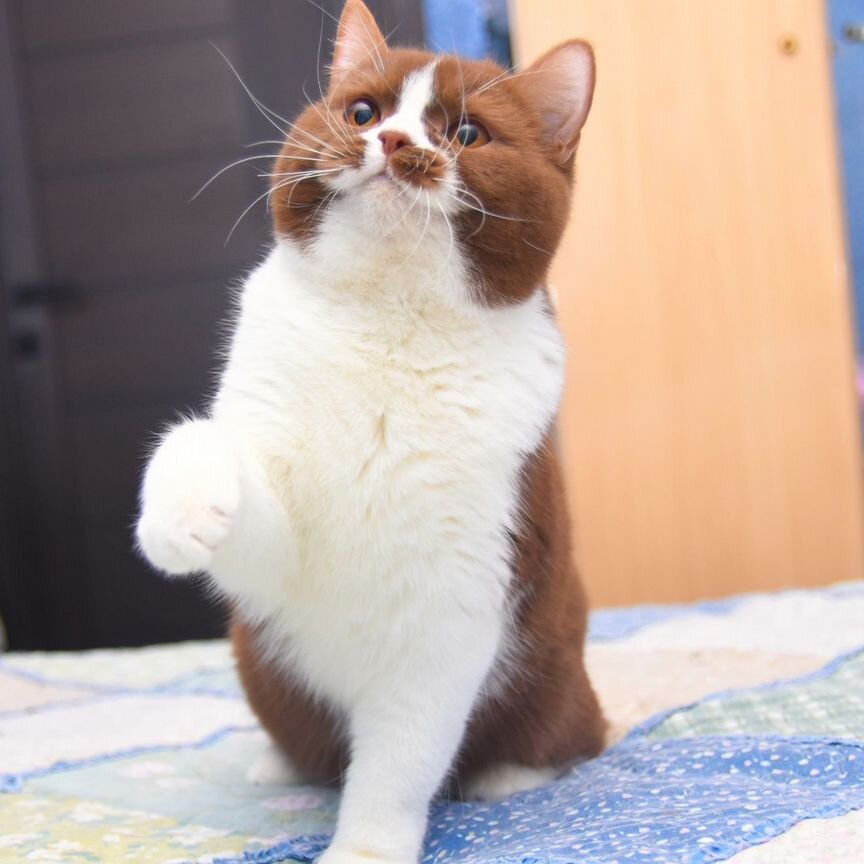 Британский короткошёрстный котёнок