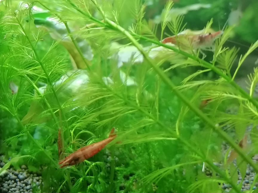 Креветки вишни,роголистник,тайландский папоротник