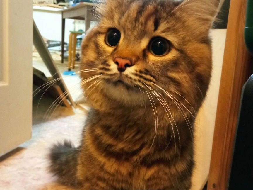 Тигровый кот