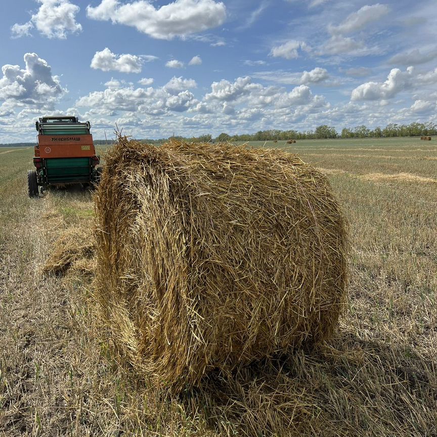 Солома ячменная Есть доставка