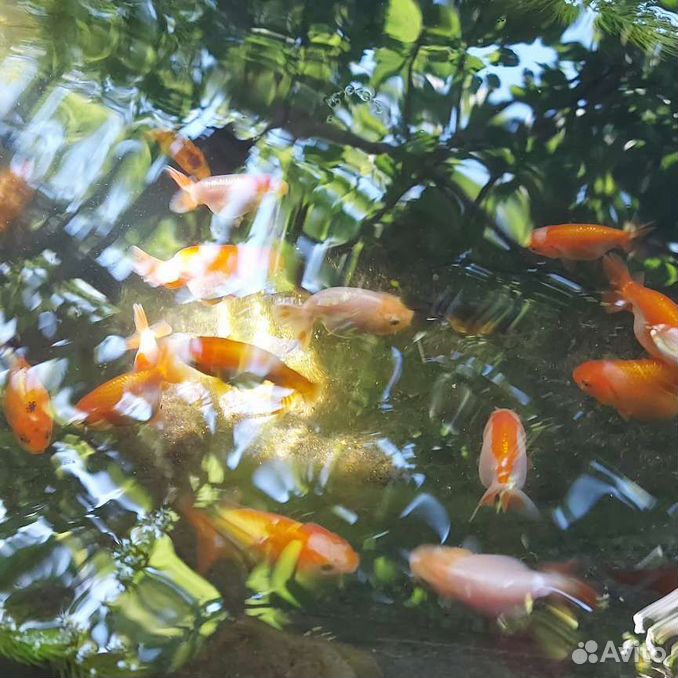 Золотая рыбка ранчу