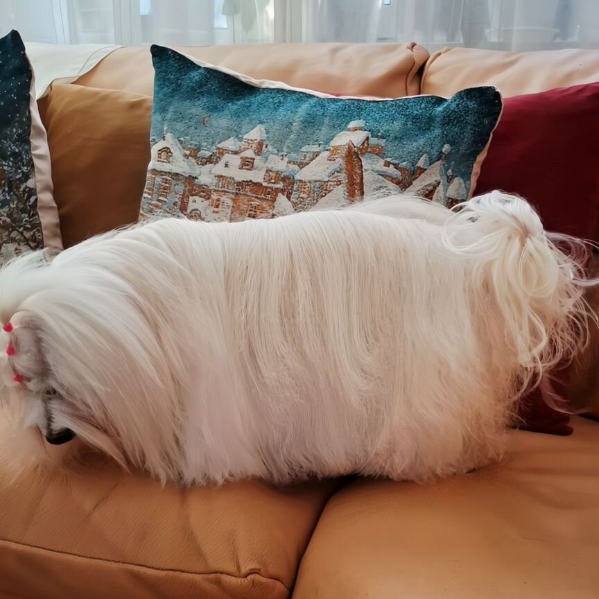 Мальтийская болонка, щенок