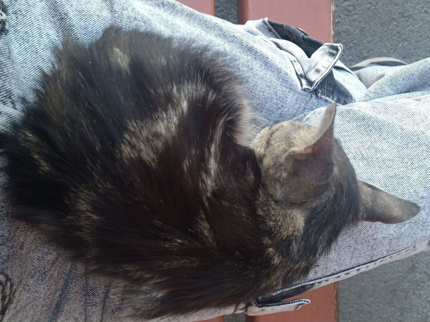 Котик в добрые руки