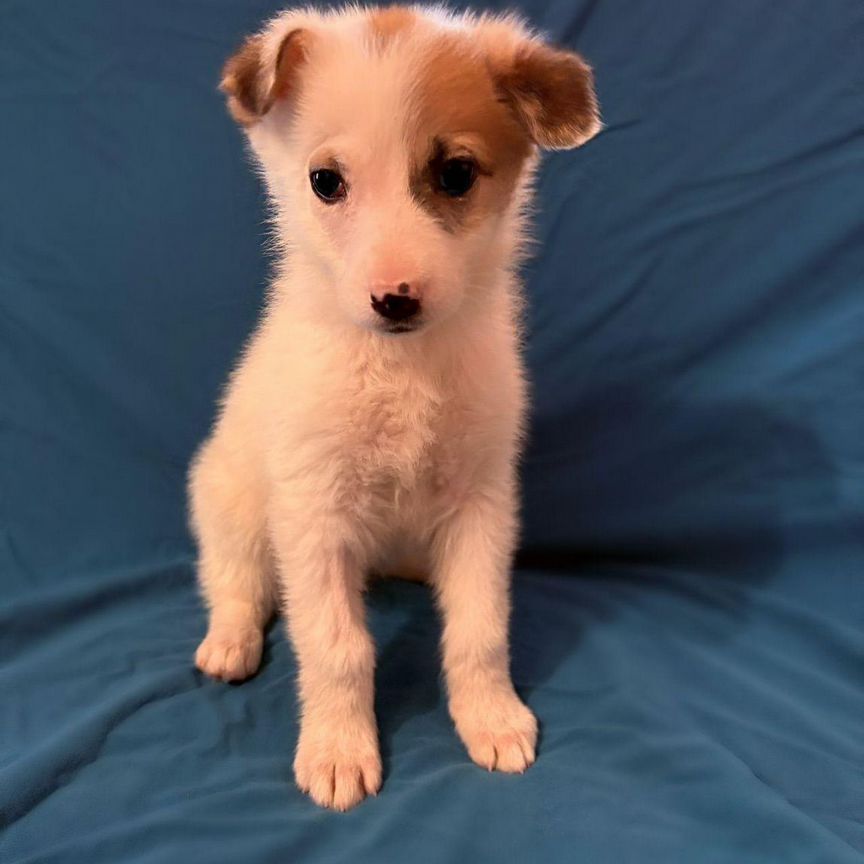 Девочка в добрые руки