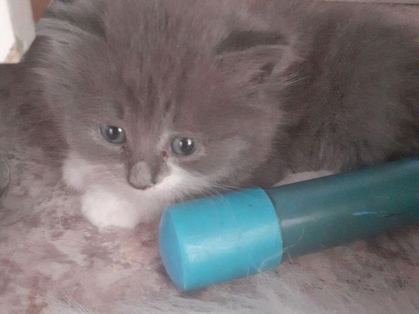 Персидские котята