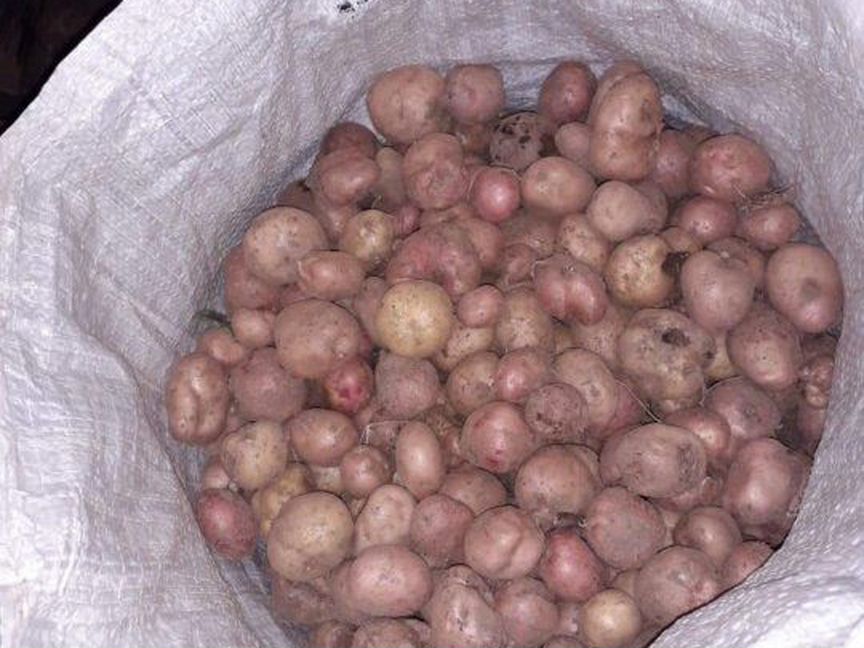 Картофель мелкий на корм скоту
