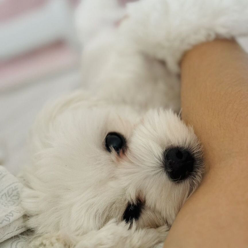 Мальтийская болонка