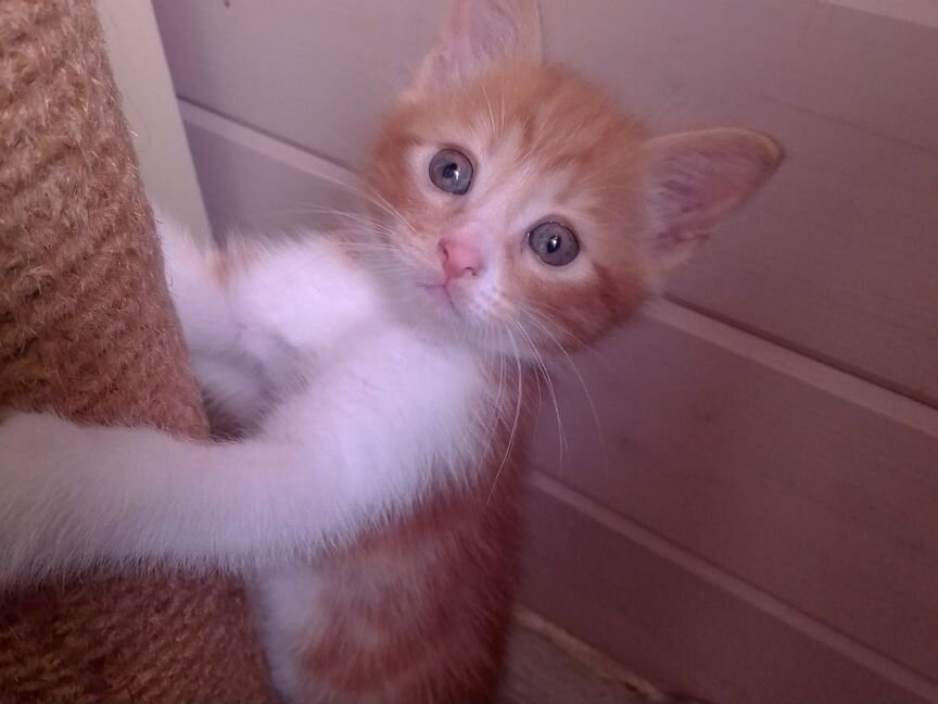 Актуально Котята