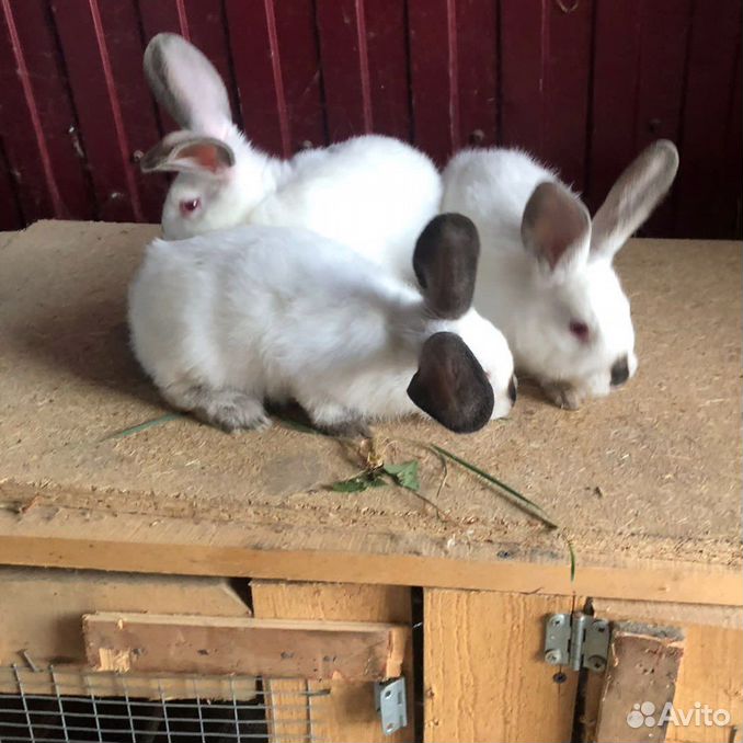 Кролик разных пород