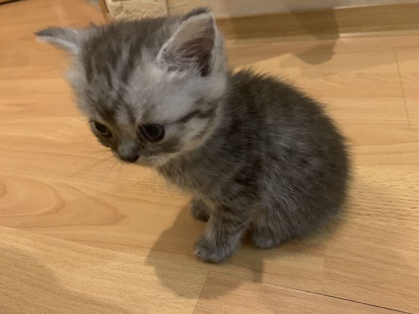 Котята