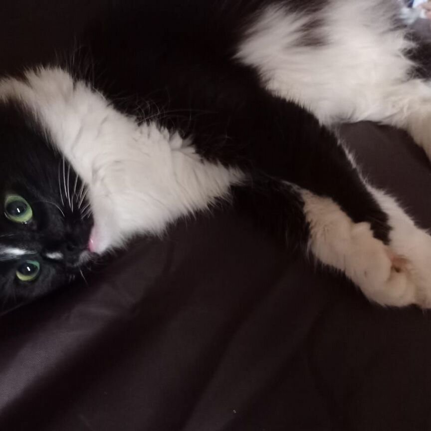 Кошка в добрые руки