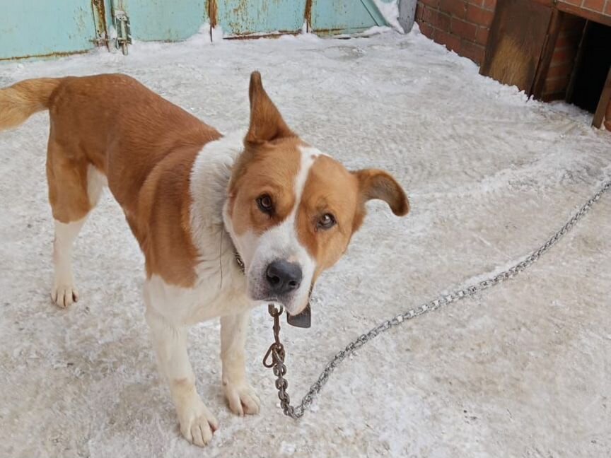 Собака в добрые руки