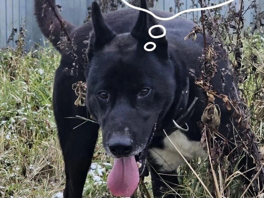 Собака в добрые руки