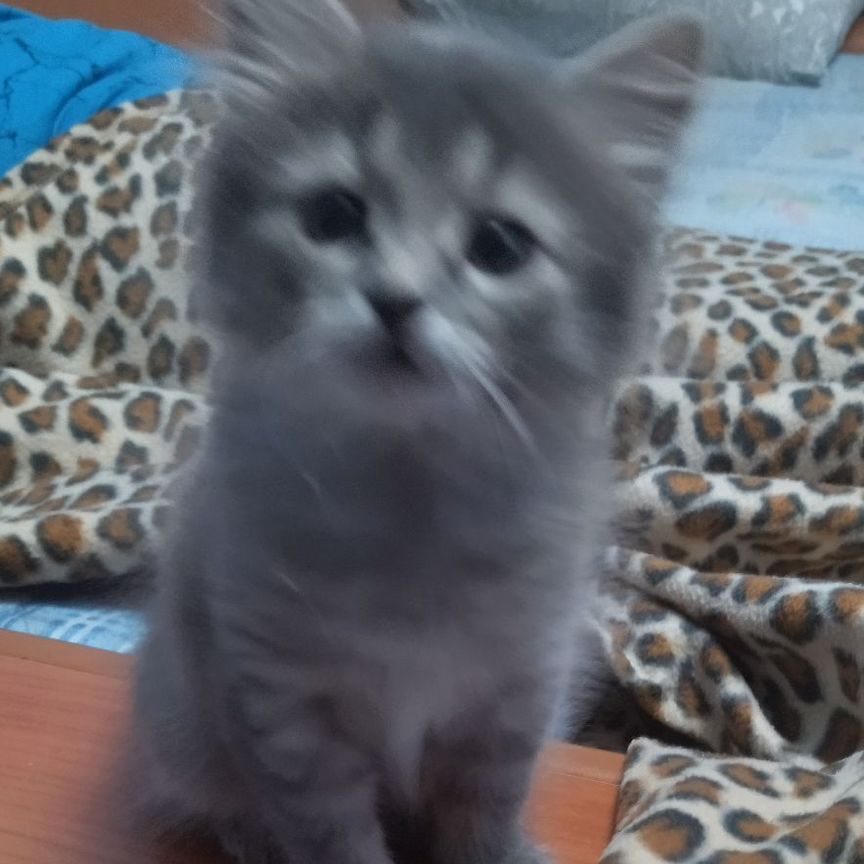 Кошечка обычная