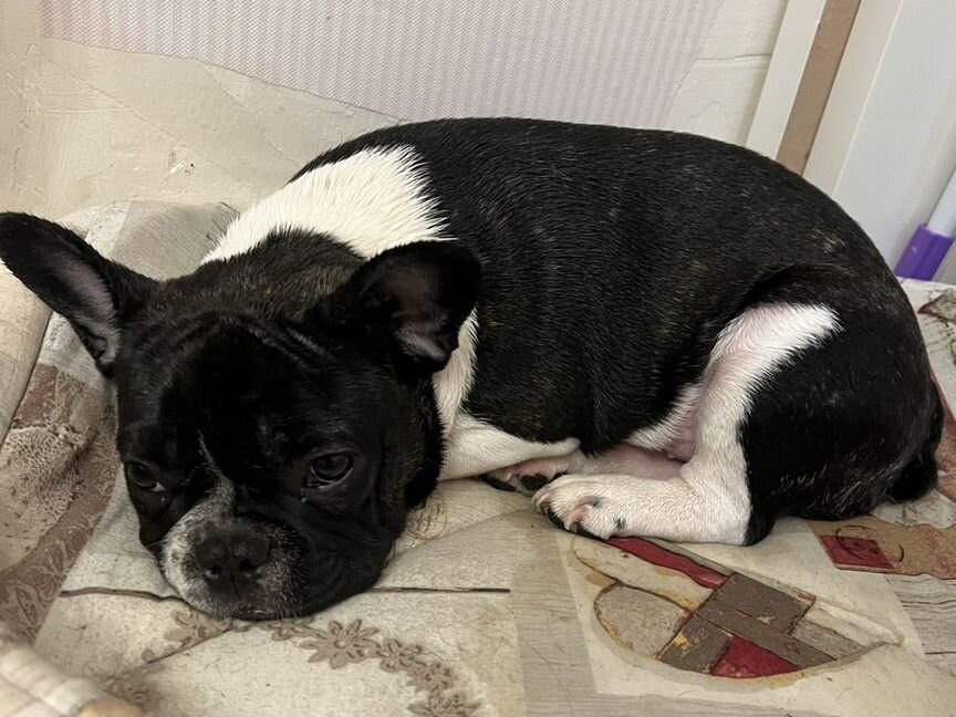 Французский бульдог