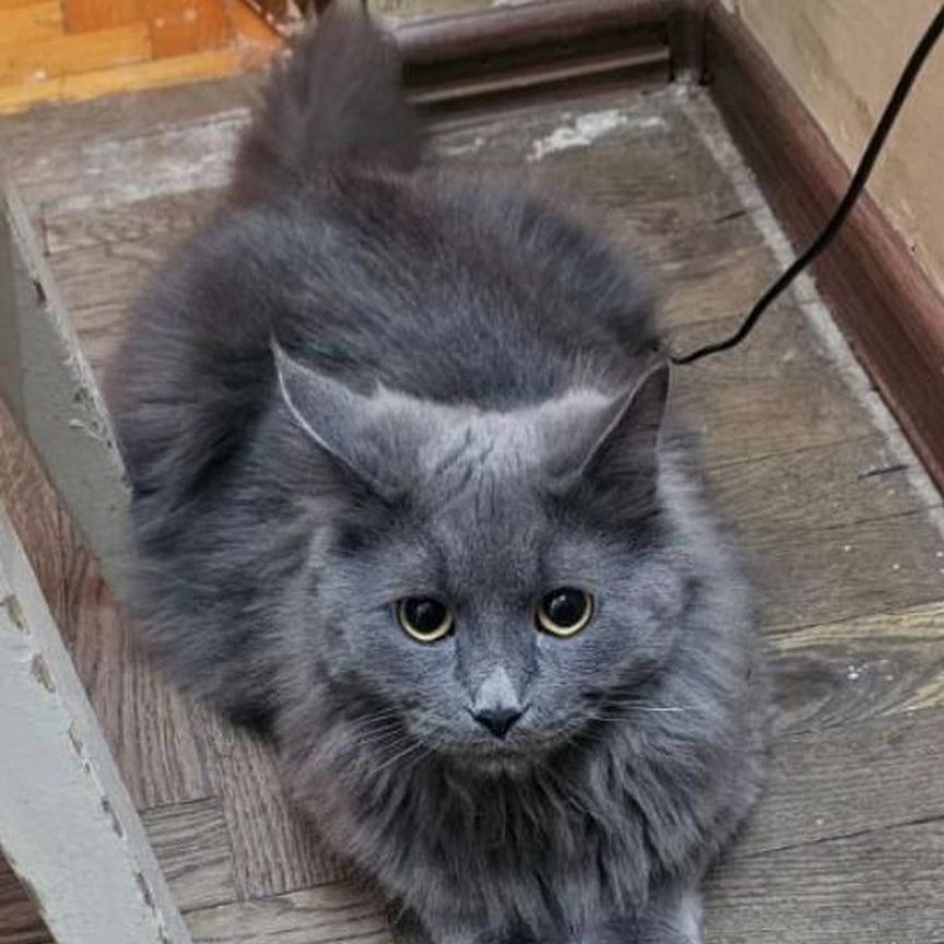 Красивый кот в дом