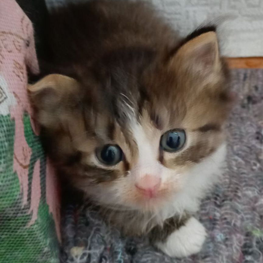 Сибирский котёнок