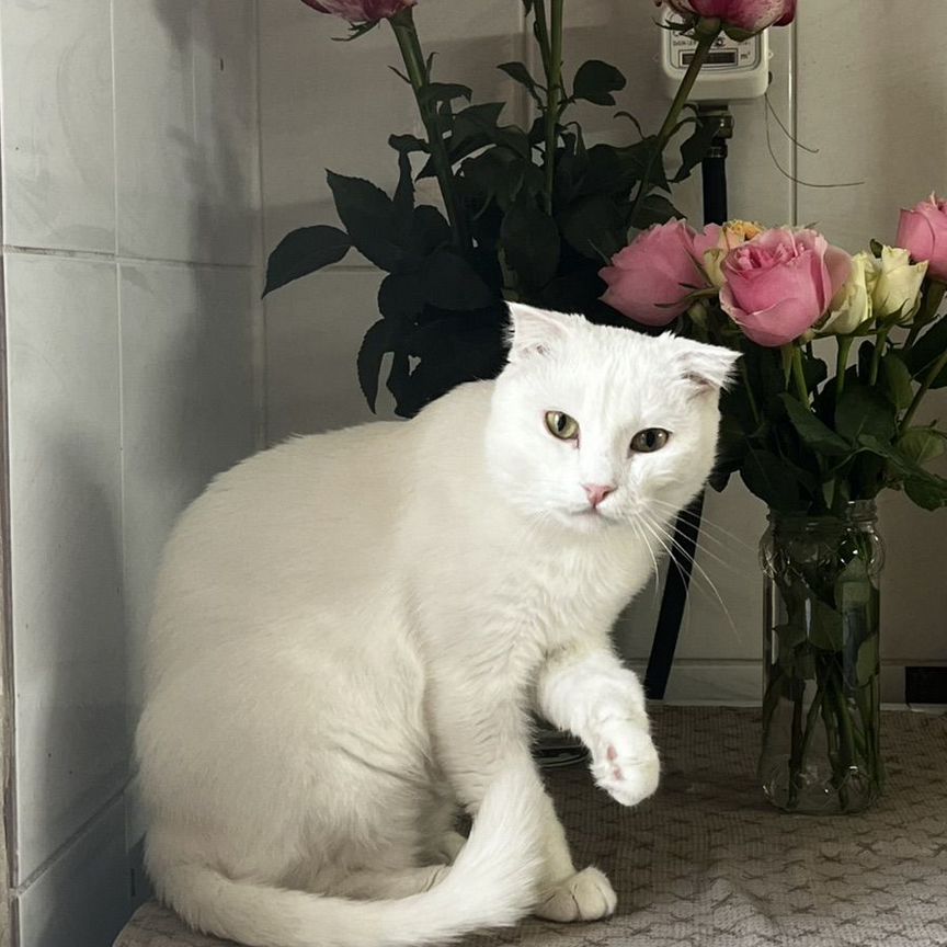 Кошка турецкая ангора