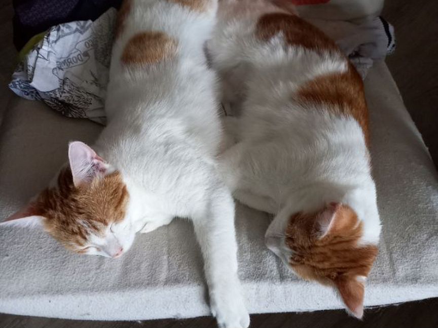 Кошки